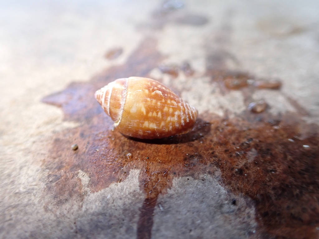 Pyrene punctata from Tulamben, Kubu, Karangasem Regency, Bali ...