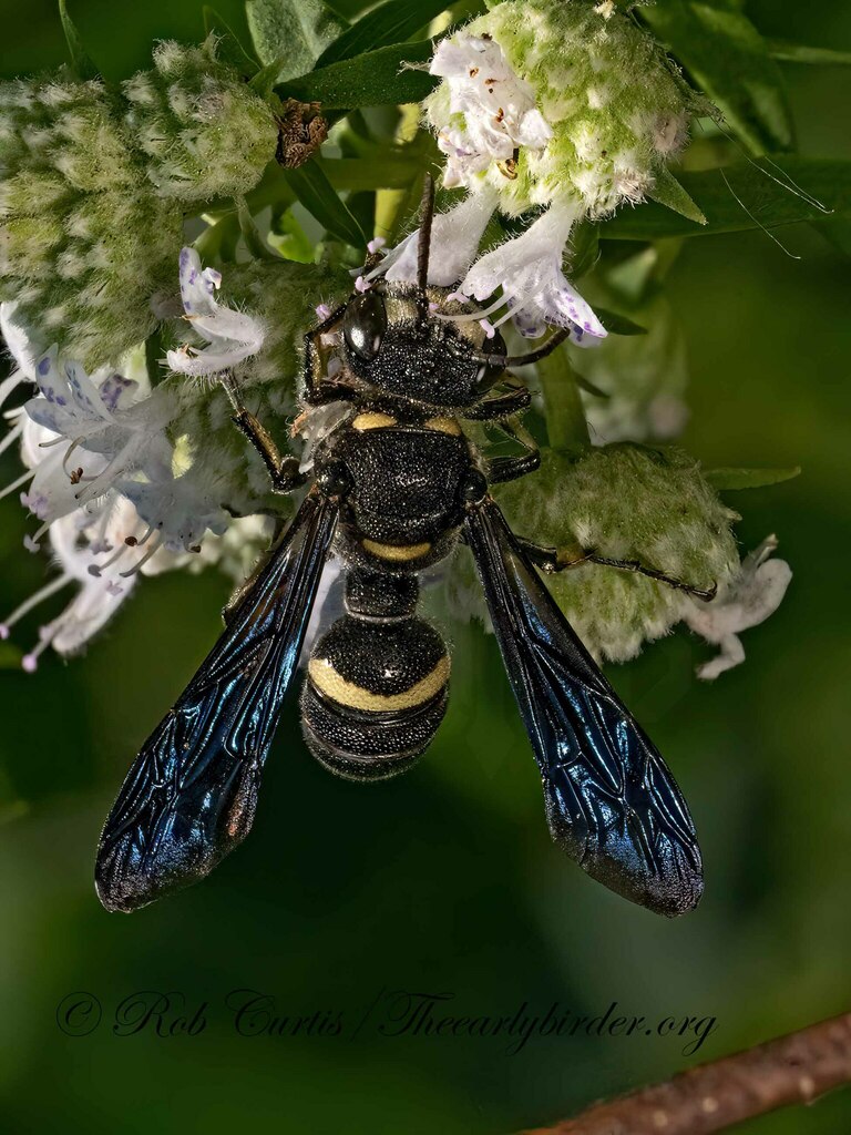 Smoky-winged Beetle Bandit Wasp from Lake County, IL, USA on August 16 ...