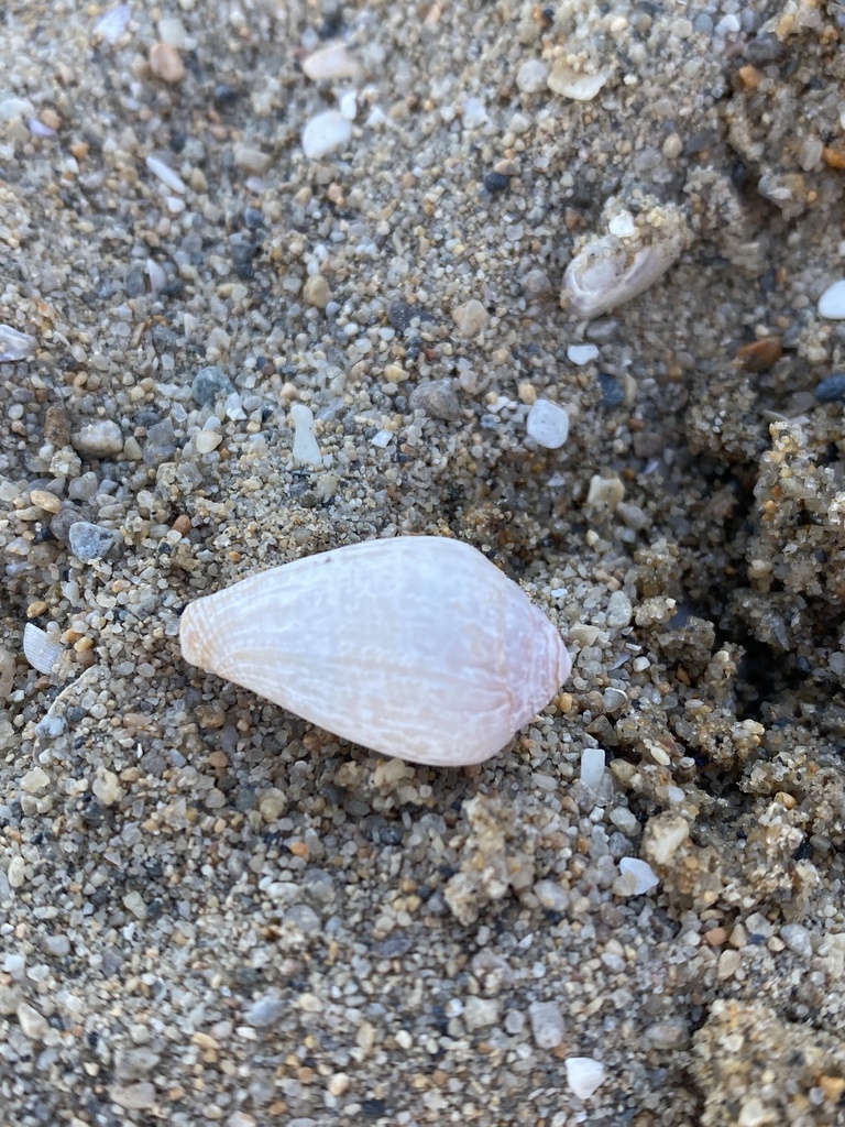 California Cone from W Bay Ave, Newport Beach, CA, US on August 24 ...