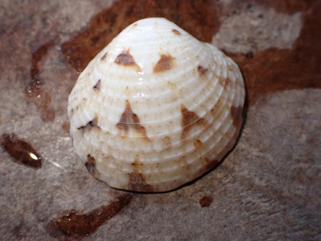 Globivenus toreuma from Tulamben, Kubu, Karangasem Regency, Bali, Indonesia on August 25, 2023 ...