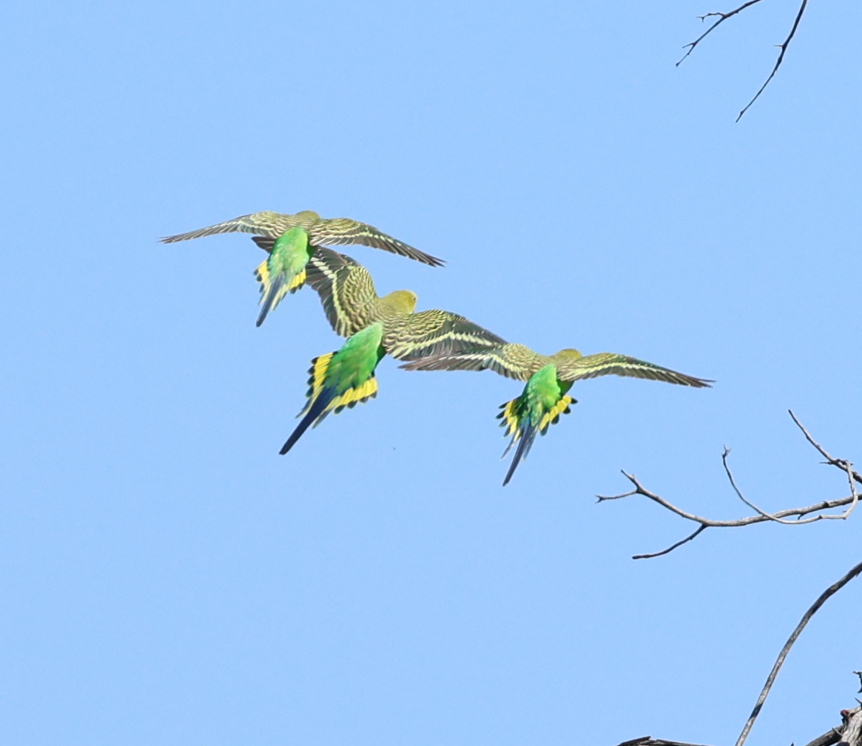 Budgerigar from Andamooka Station SA 5719, Australia on August 17, 2023 ...