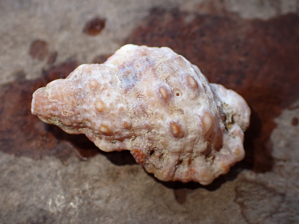 Granular Frog Shell from Tulamben, Kubu, Karangasem Regency, Bali ...