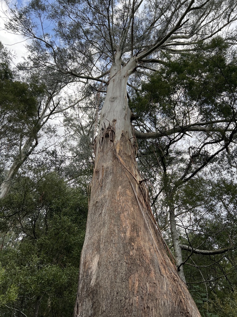Australian Mountain Ash from Broompark Cr, Olinda, VIC, AU on August 25 ...