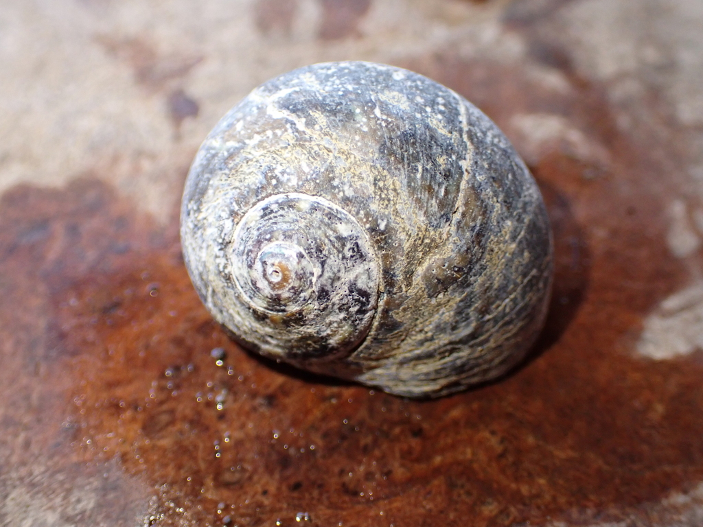 Smooth Moon Turban from Tulamben, Kubu, Karangasem Regency, Bali ...