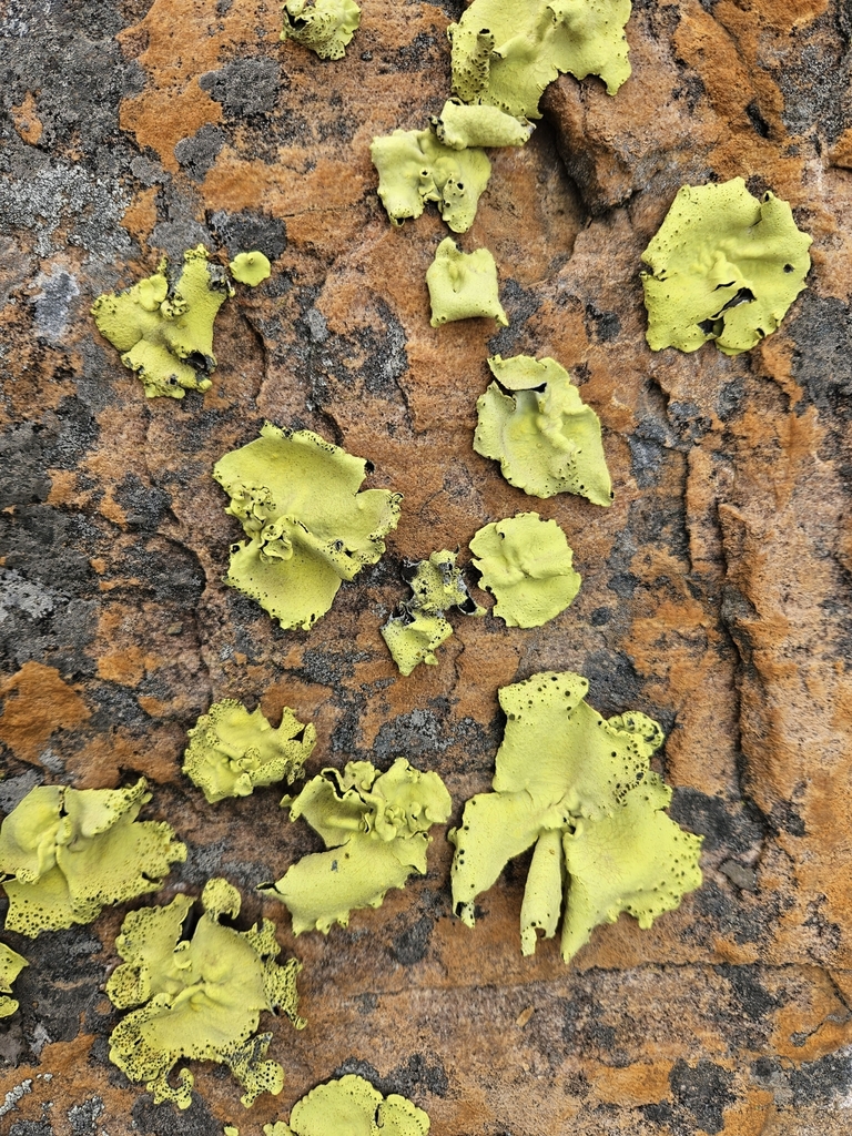 African Gold Lichen from Bergrivier Municipality, South Africa on ...