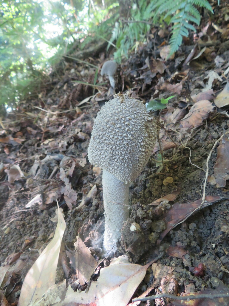 Chinese Gray Amanita from 日本、〒255-0001 神奈川県中郡大磯町高麗 on August 25, 2023 ...