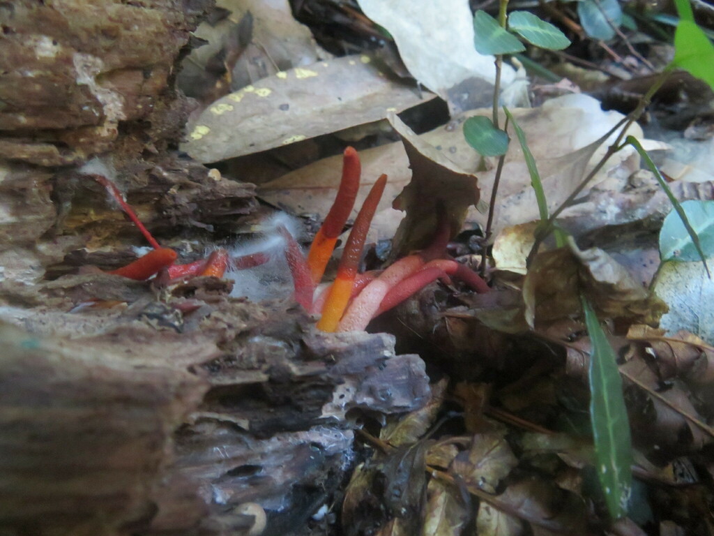 Mutinus from 日本、〒255-0001 神奈川県中郡大磯町高麗 on August 25, 2023 at 07:55 AM by ...