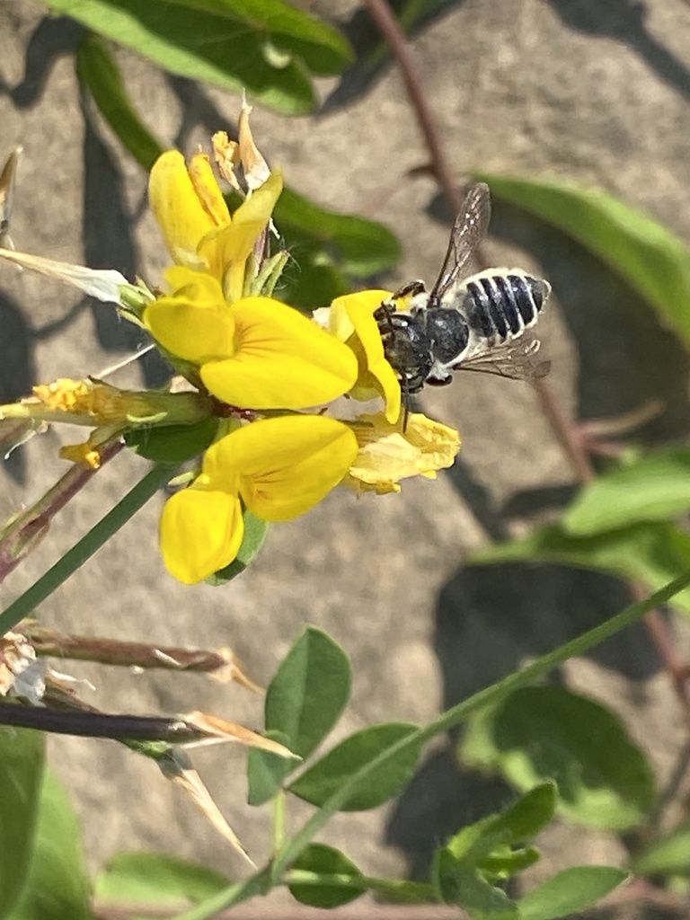 Leafcutter, Mortar, and Resin Bees from Southwest Portland, Portland ...