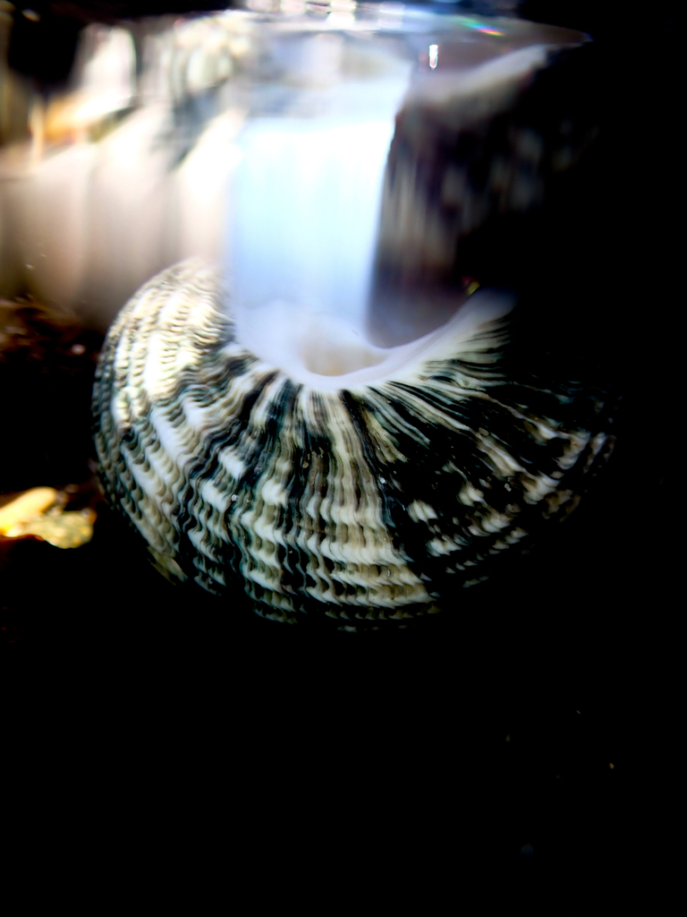 Rough turban shell from Diamond Beach NSW, Australia on August 21, 2023 ...