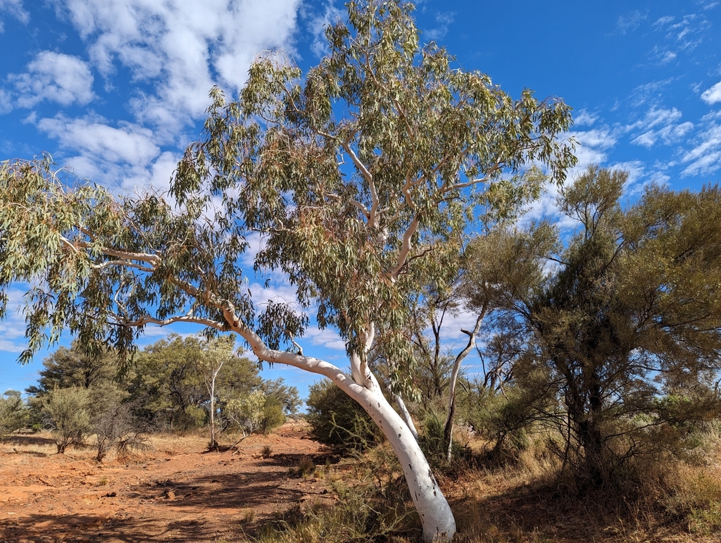 Eucalyptus victrix from Kumarina WA 6642, Australia on August 15, 2023 ...