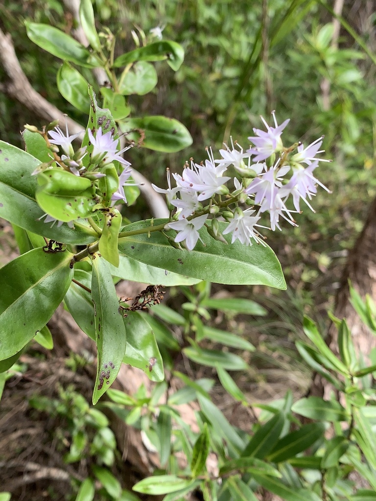Veronica ligustrifolia from North Island, Whangārei Heads, Northland ...