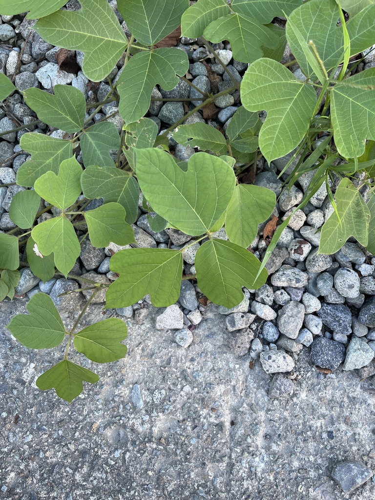 kudzu from Fuji-Hakone-Izu National Park, Hakone, Ashigarashimo-Gun ...