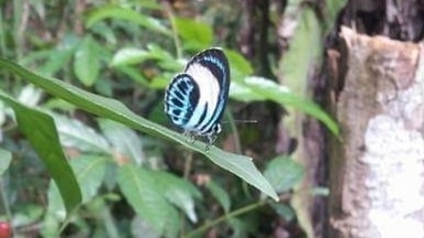 Danis phroso from Koiari Rural LLG, Papua New Guinea on July 10, 2016 ...