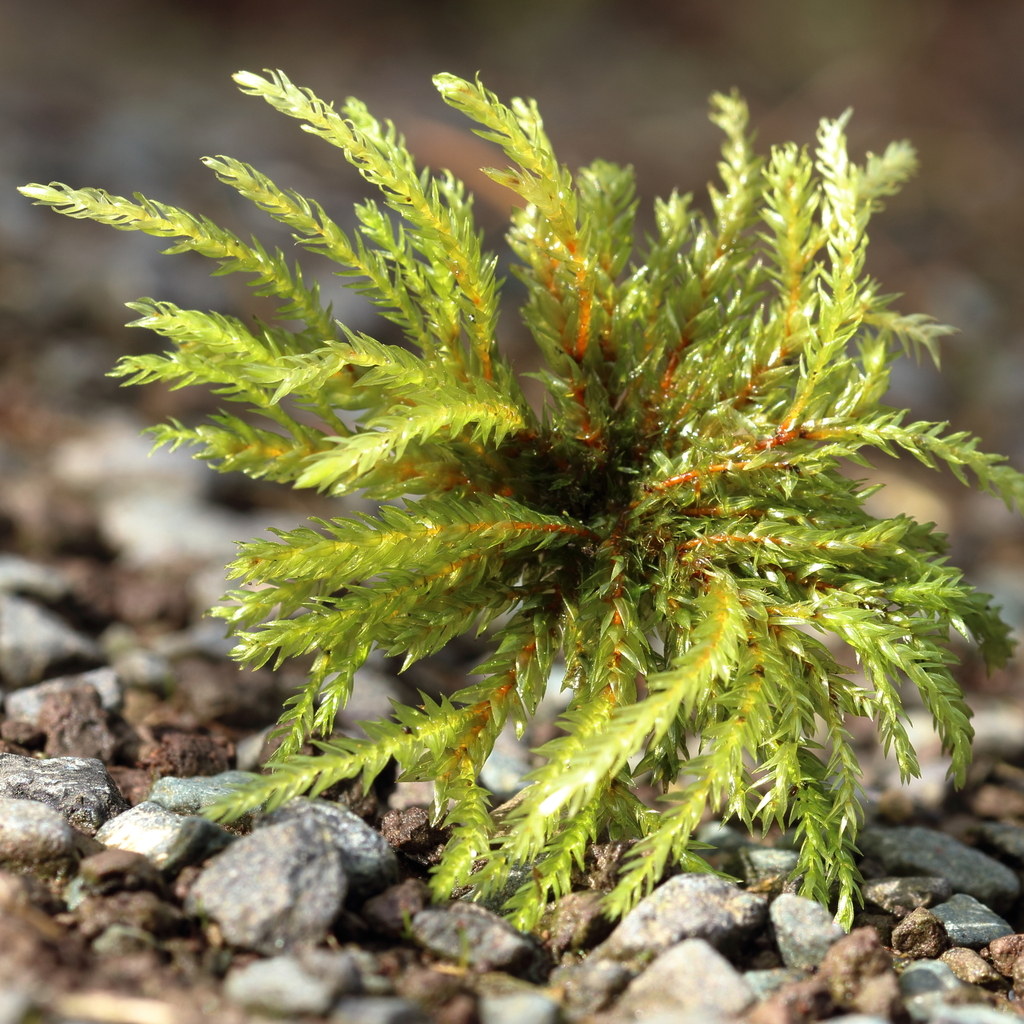 Hypnodendron from Te Waipounamu/South Island, Owaka, Otago, NZ on ...