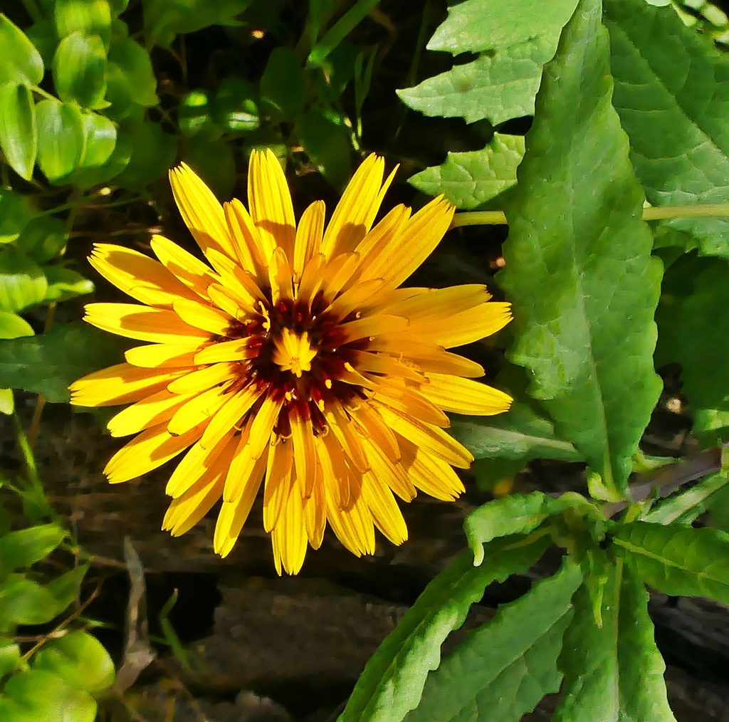 False Sow-thistle from Waitpinga SA 5211, Australia on August 25, 2023 ...