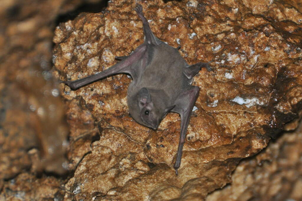 African Sheath-tailed Bat from Malindi, Kenya on August 1, 2023 at 02: ...