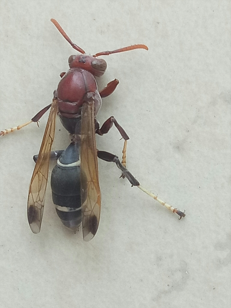 Polistes brunus from Srisuvit School on August 15, 2023 at 09:47 AM by ...
