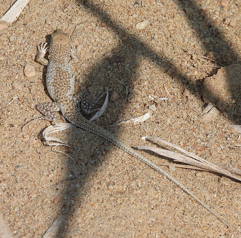 Reticulate Sand Lizard from Langstrand, Namibia on August 14, 2023 at ...