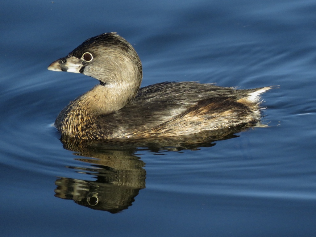 Pied-billed Grebe (Birds of Montserrat) · iNaturalist