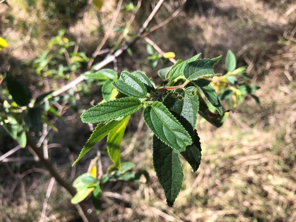 Nettle Tree from Thornton QLD 4341, Australia on August 25, 2023 at 10: ...