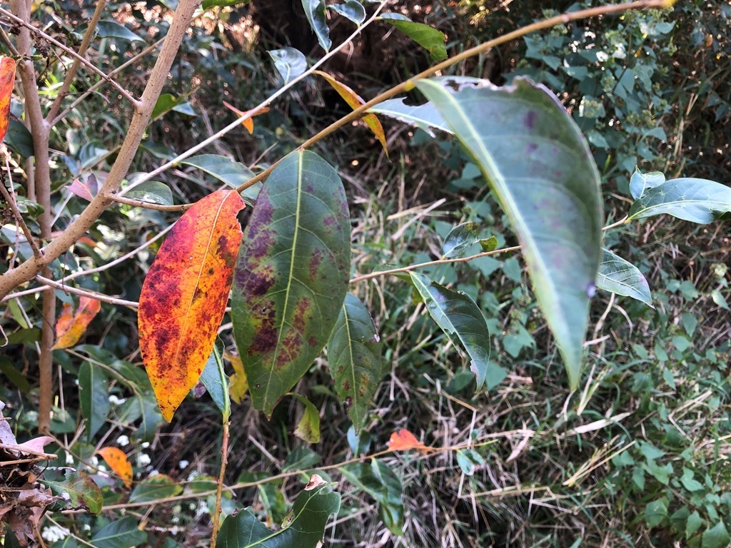 Cheese Tree from Mulgowie QLD 4341, Australia on August 25, 2023 at 10: ...