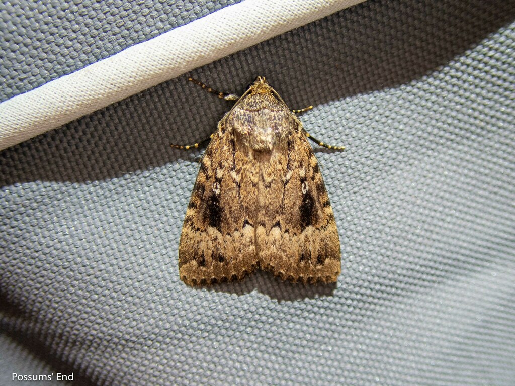 Eurasian Copper Underwing Complex from 54 Sea View Rd, Herne Bay CT6 ...
