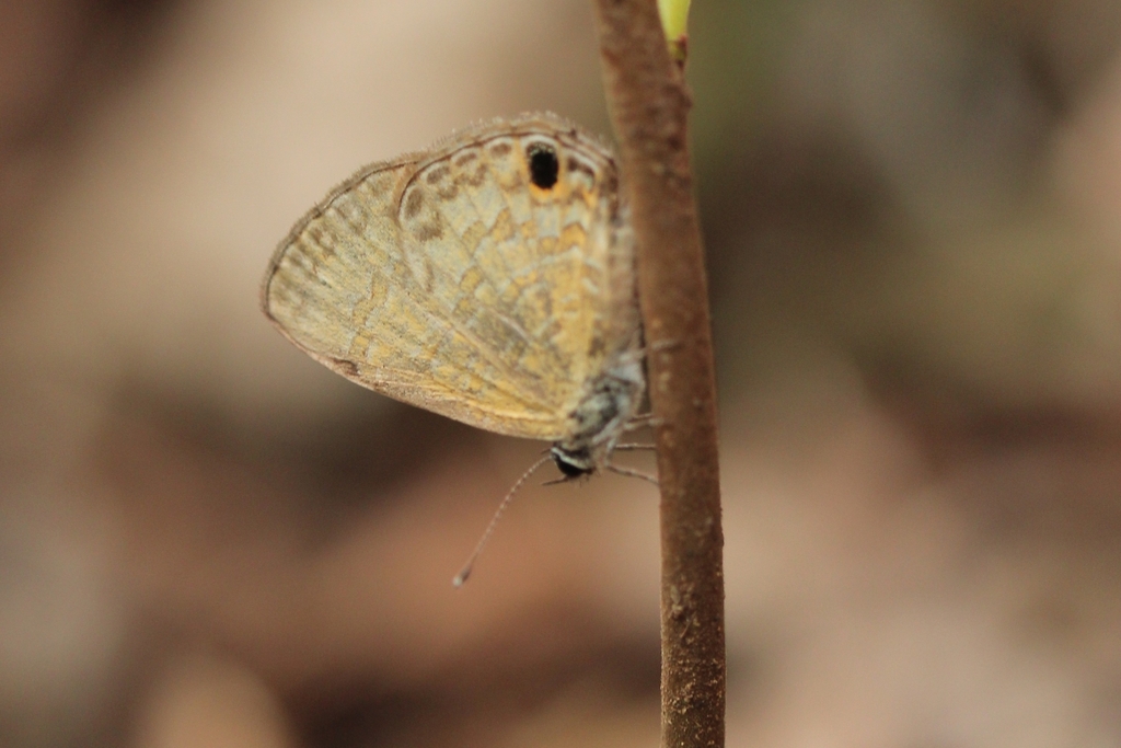 Common Line Blue from CPQG+CCJ Telaga Inspirasi, Babakan, Kec. Dramaga ...
