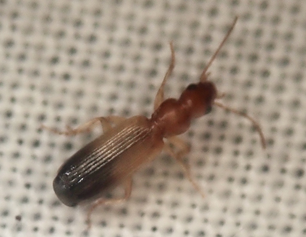 Paradromius linearis from Richmond upon Thames, Richmond, England, GB ...
