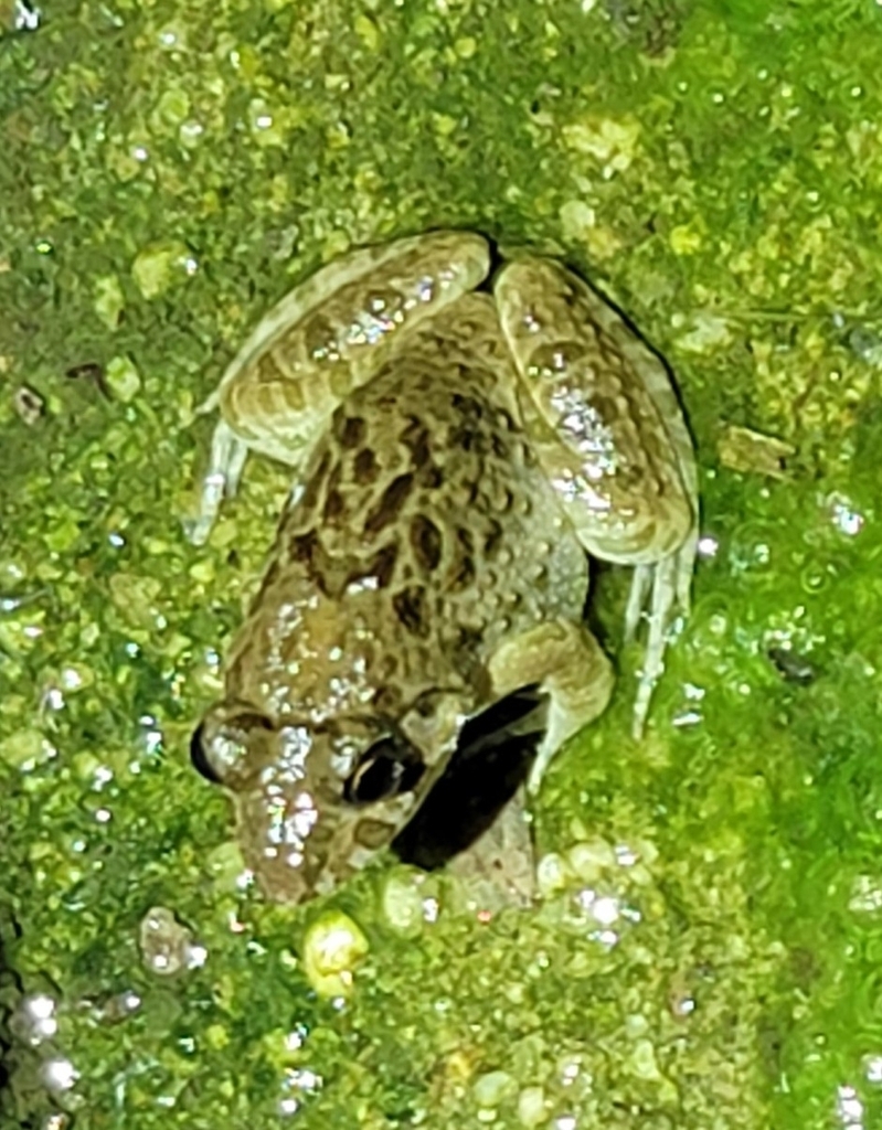 Rice field frog from Daisen, JP-TT, JP on August 25, 2023 at 12:10 AM ...