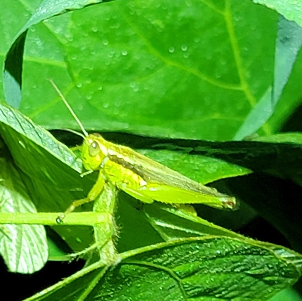 Japanese Rice Grasshopper from Daisen, JP-TT, JP on August 25, 2023 at ...