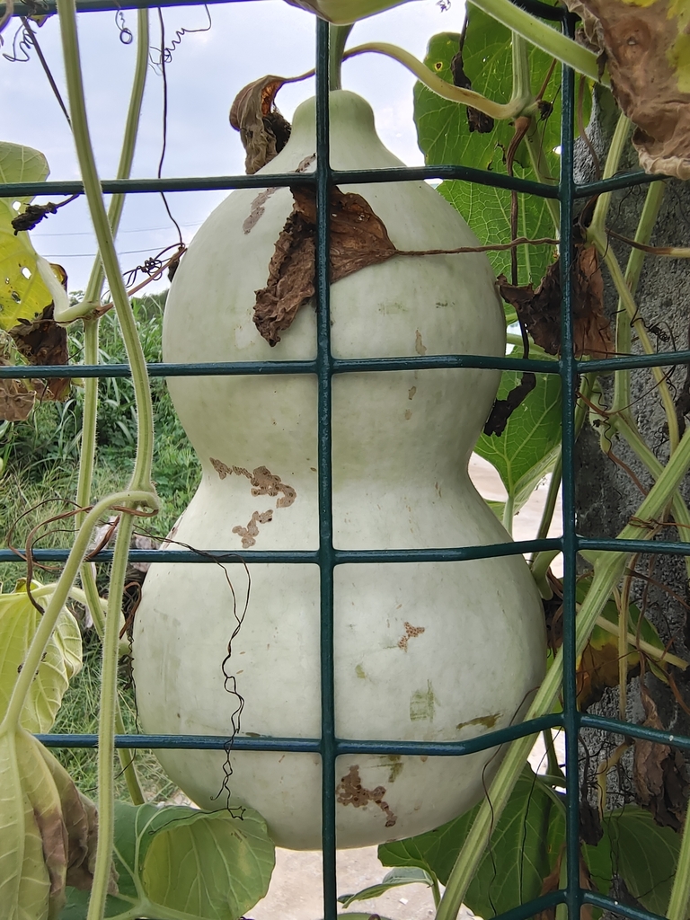 Calabash from Fuzhou, CN-JX, CN on August 25, 2023 at 05:55 PM by ...