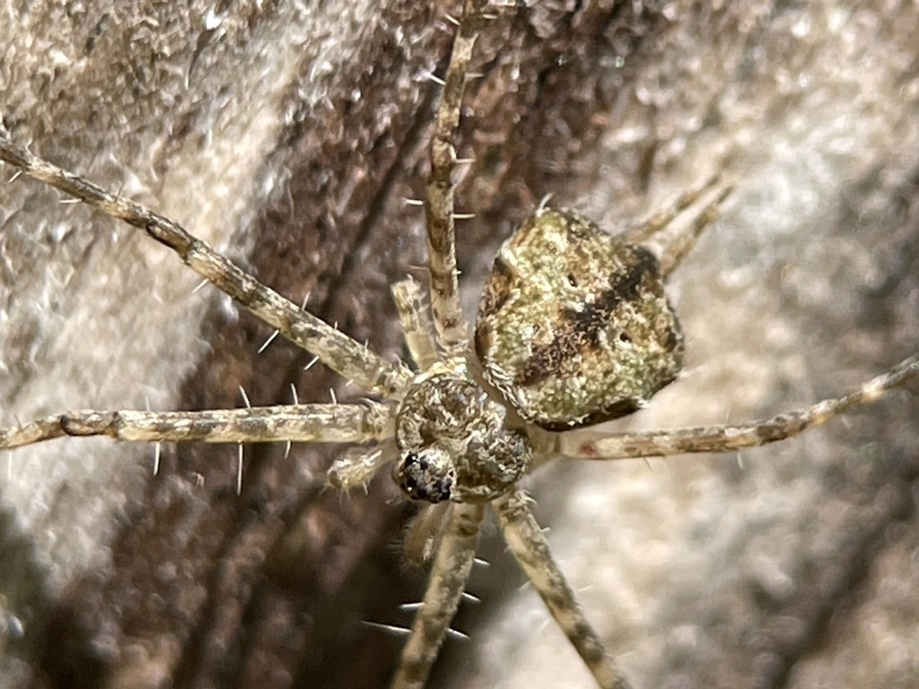 Two-tailed Spiders from Frankston South, VIC, AU on August 25, 2023 at ...