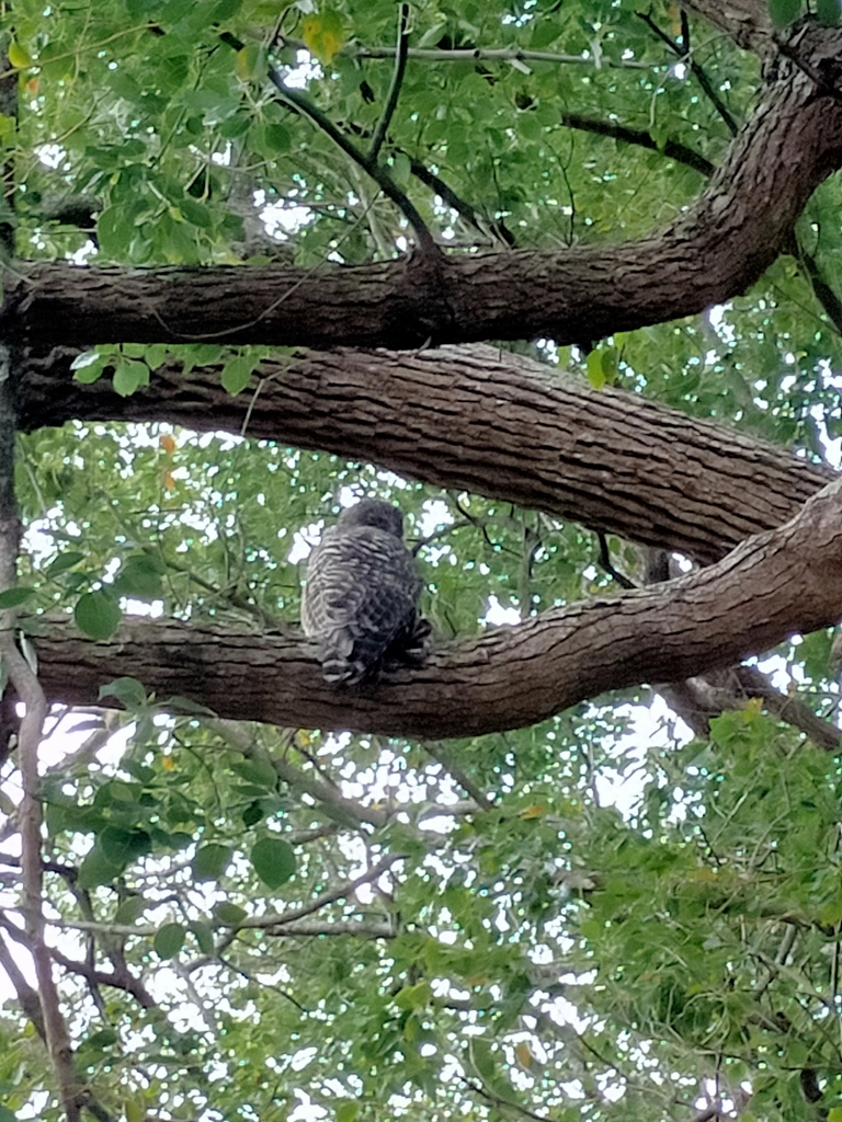 Powerful Owl in August 2023 by kristal123456. I saw this bird perched ...