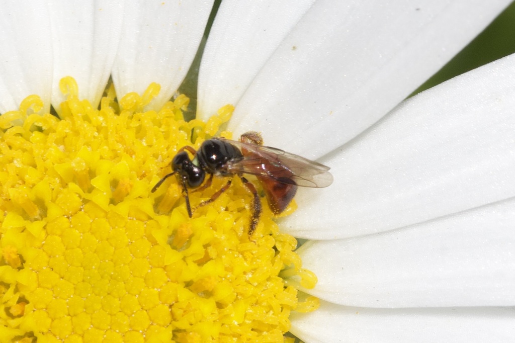 Bicoloured Reed Bee from 51 Kunyung Rd, Mount Eliza VIC 3930, Australia ...