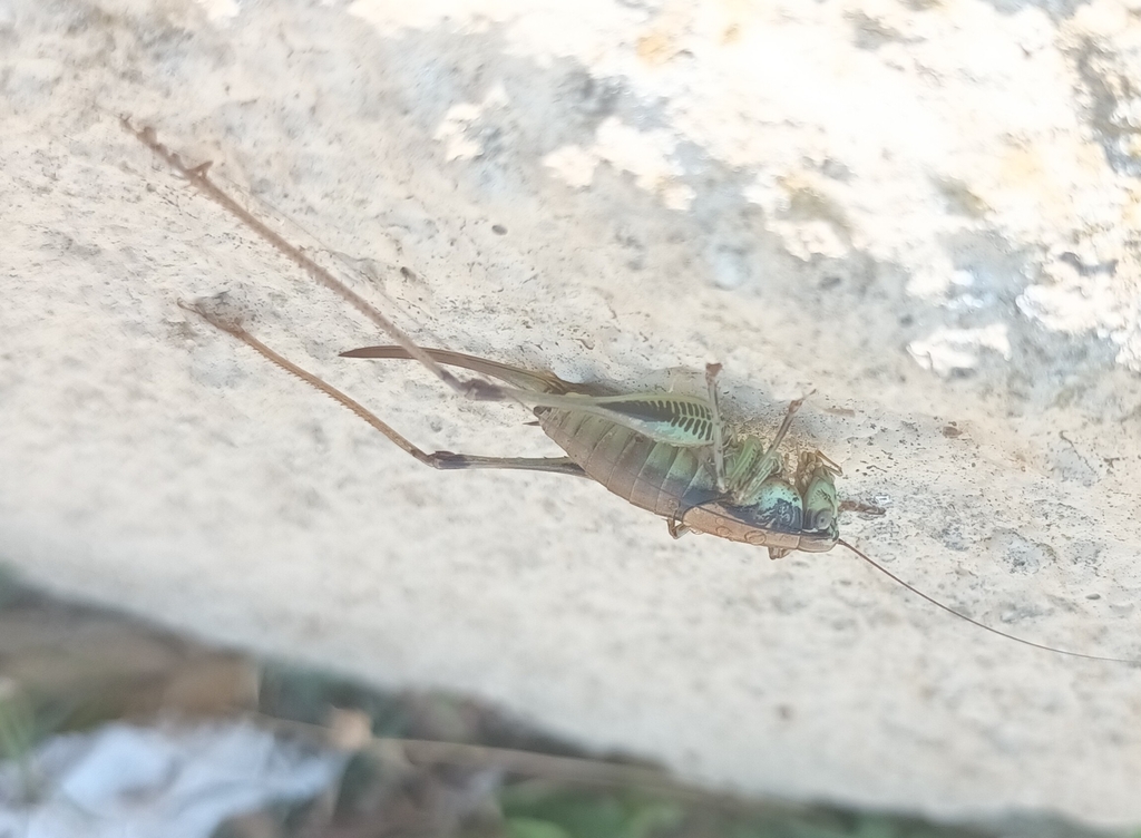 Marbled Bush-crickets from Thinali, Greece on August 25, 2023 at 12:17 ...