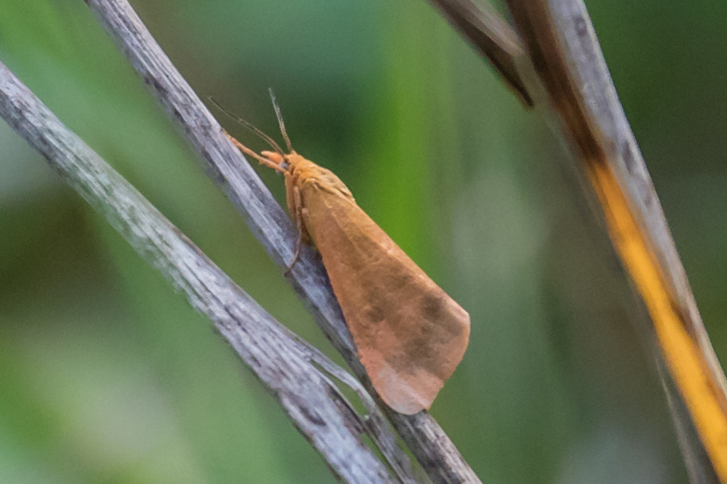 Rusty Virbia Moth from Essex County, ON, Canada on August 21, 2023 at ...