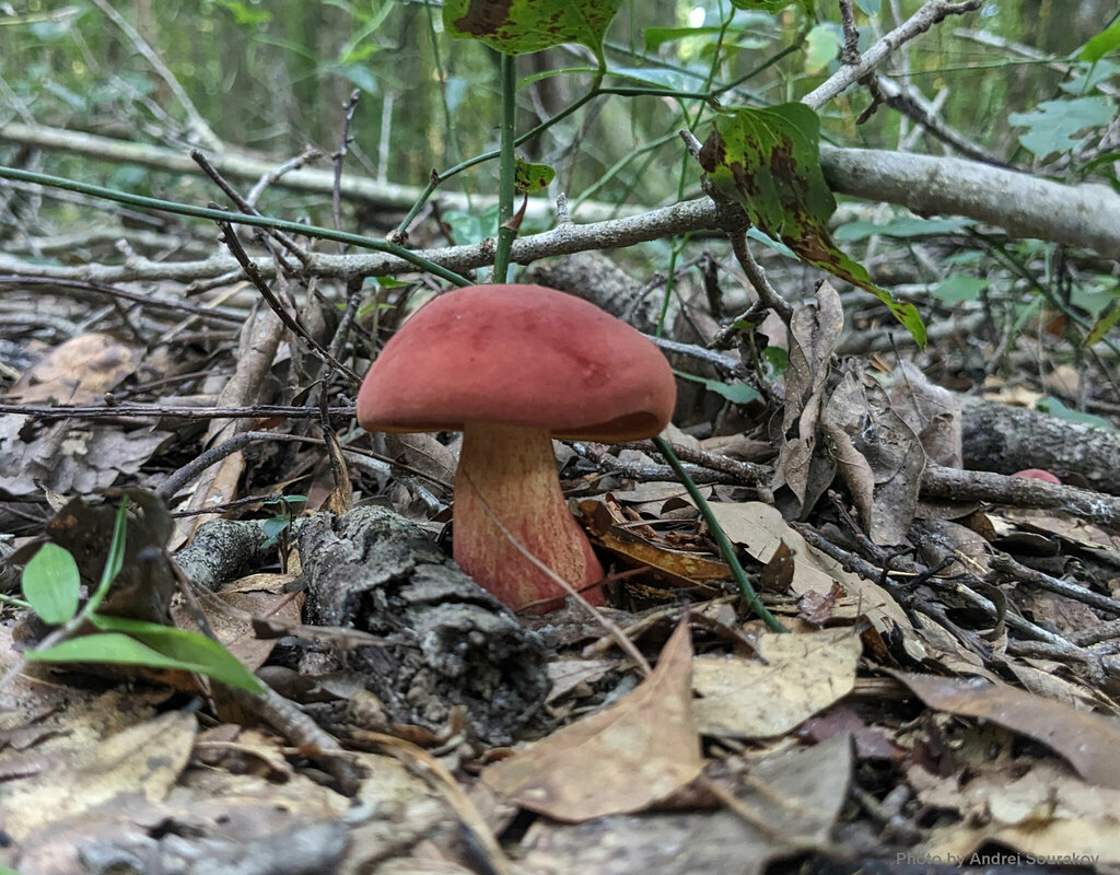 two-colored bolete from Alachua County, FL, USA on August 24, 2023 at ...