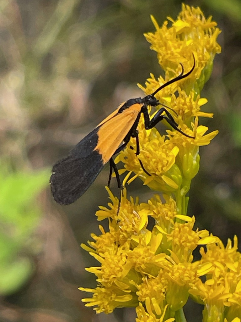 Black-and-yellow Lichen Moth from Addison County, VT, USA on August 9 ...
