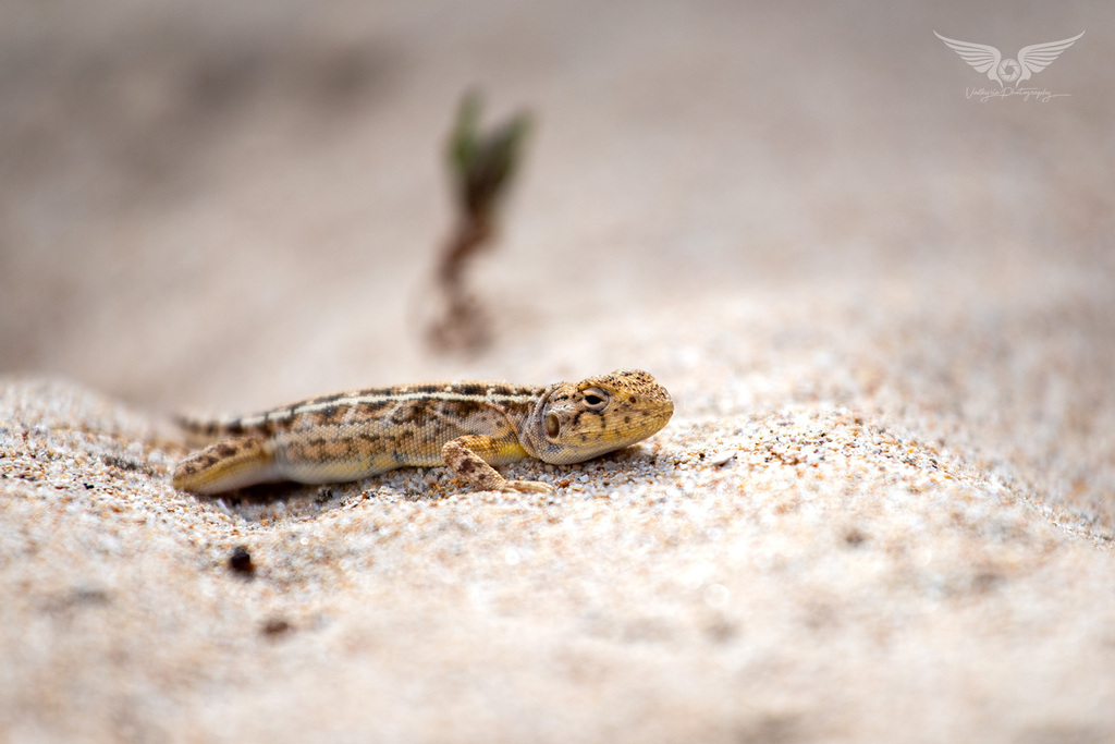 Variable Sand Dragon from Useless Loop WA 6537, Australia on October 21 ...
