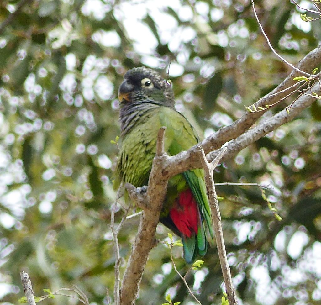 Scaly-headed Parrot from Veterans Memorial Park, Sylmar on March 3 ...