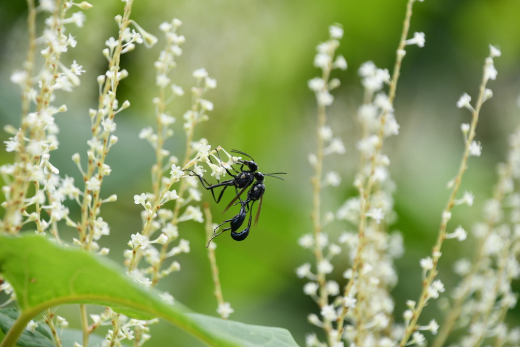 Gold-marked Thread-waisted Wasp from Randolph County, WV, USA on August ...