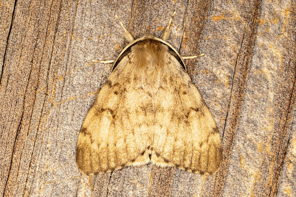 Spongy Moth from The Rock, MI, USA on August 24, 2023 at 09:49 AM by ...