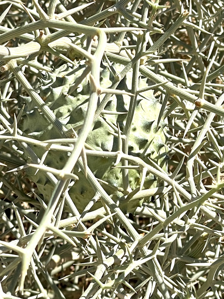 nara melon from Namib Desert, Hardap, NA on August 25, 2023 at 11:18 AM ...