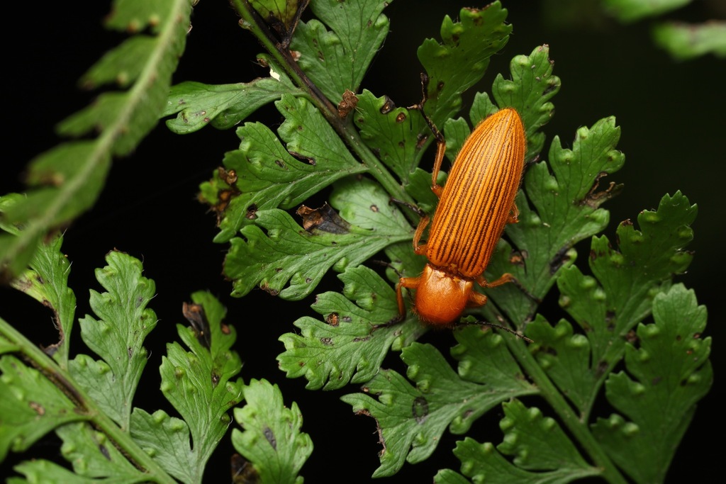 Hemiops flava from Hualien, Taiwan on August 1, 2023 at 03:20 PM by ...