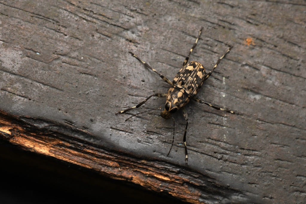 Litocerus communis from Miaoli, Taiwan on August 14, 2023 at 02:08 PM ...