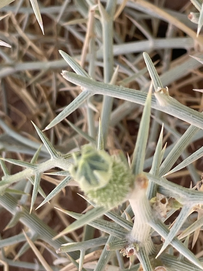 !Nara Melon (Acanthosicyos horridus) - Botanical Realm