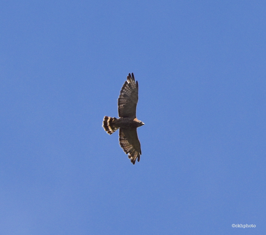 Broad-winged Hawk from Brattleboro, VT 05301, USA on August 22, 2023 at ...