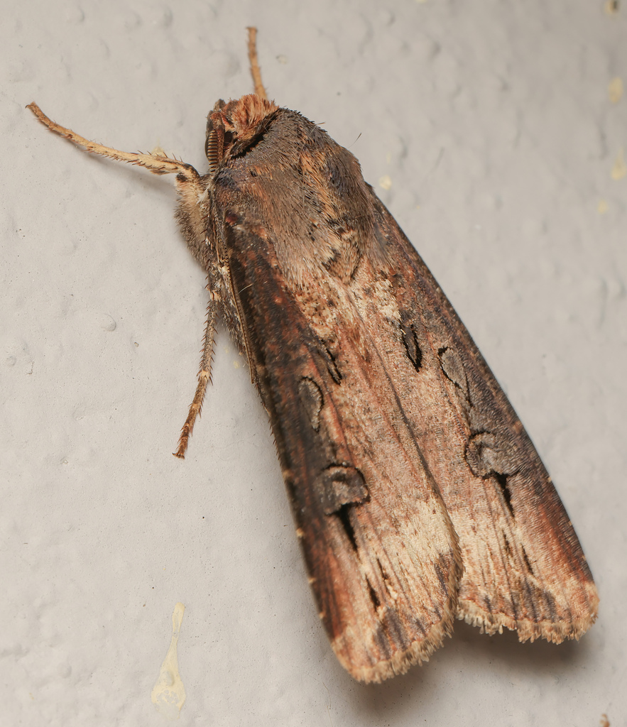 Ipsilon Dart Moth from Old Fort Rd, Blacksburg, Virginia, USA on August ...