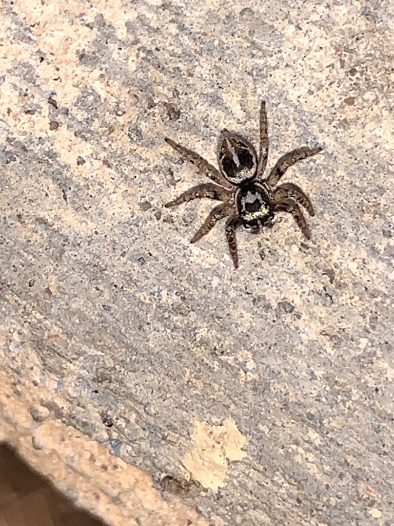 Twin-flagged Jumping Spider from CR-193, Alvin, TX, US on August 25 ...