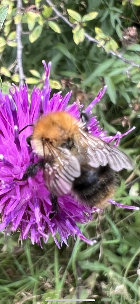 Common Carder Bumble Bee from High Tor, Matlock, England, GB on August ...